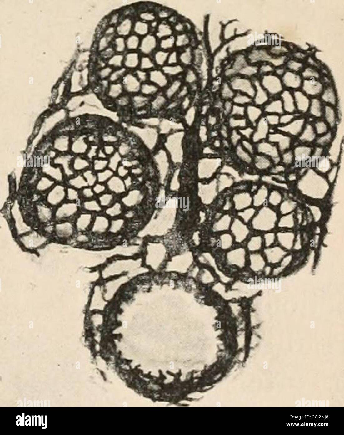 . The endocrine organs; an introduction to the study of internal ...