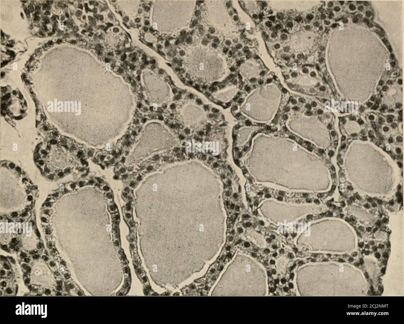. The endocrine organs; an introduction to the study of internal ...