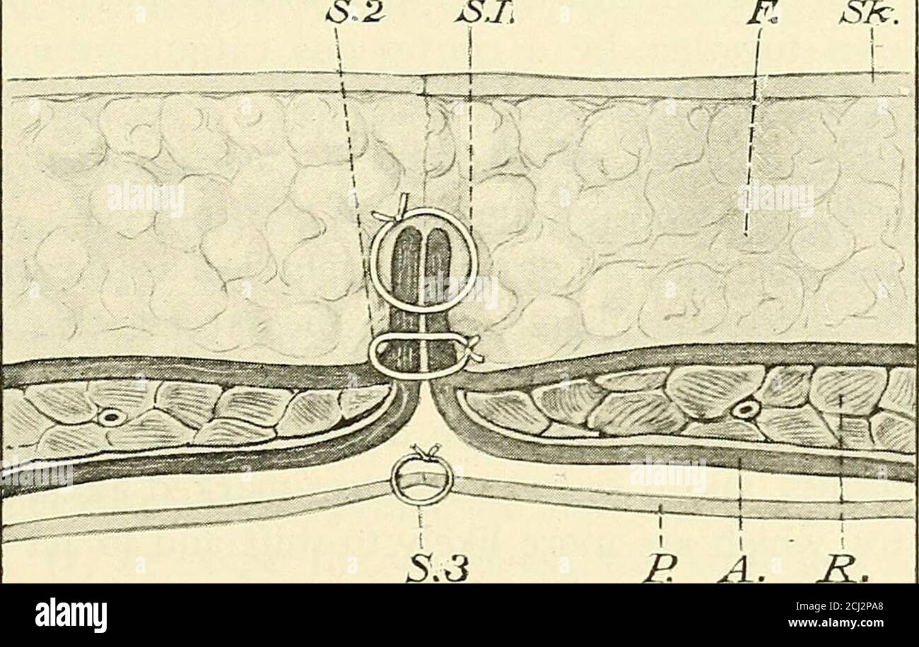 Two Overlapping Flaps High Resolution Stock Photography and Images - Alamy