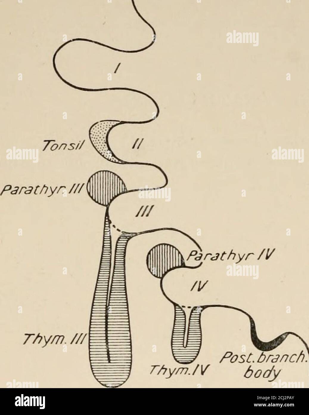 . The endocrine organs; an introduction to the study of internal ...