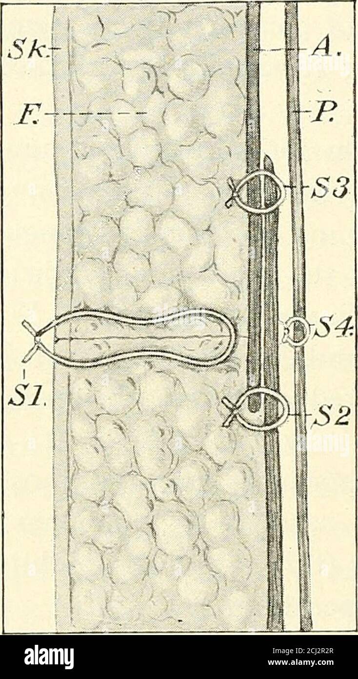 Two Overlapping Flaps High Resolution Stock Photography and Images - Alamy