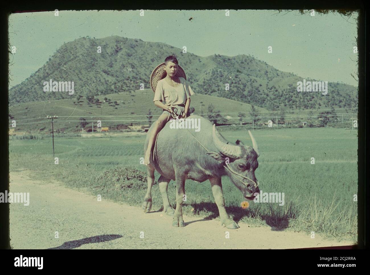 Domestic ox used for transportation Stock Photo - Alamy