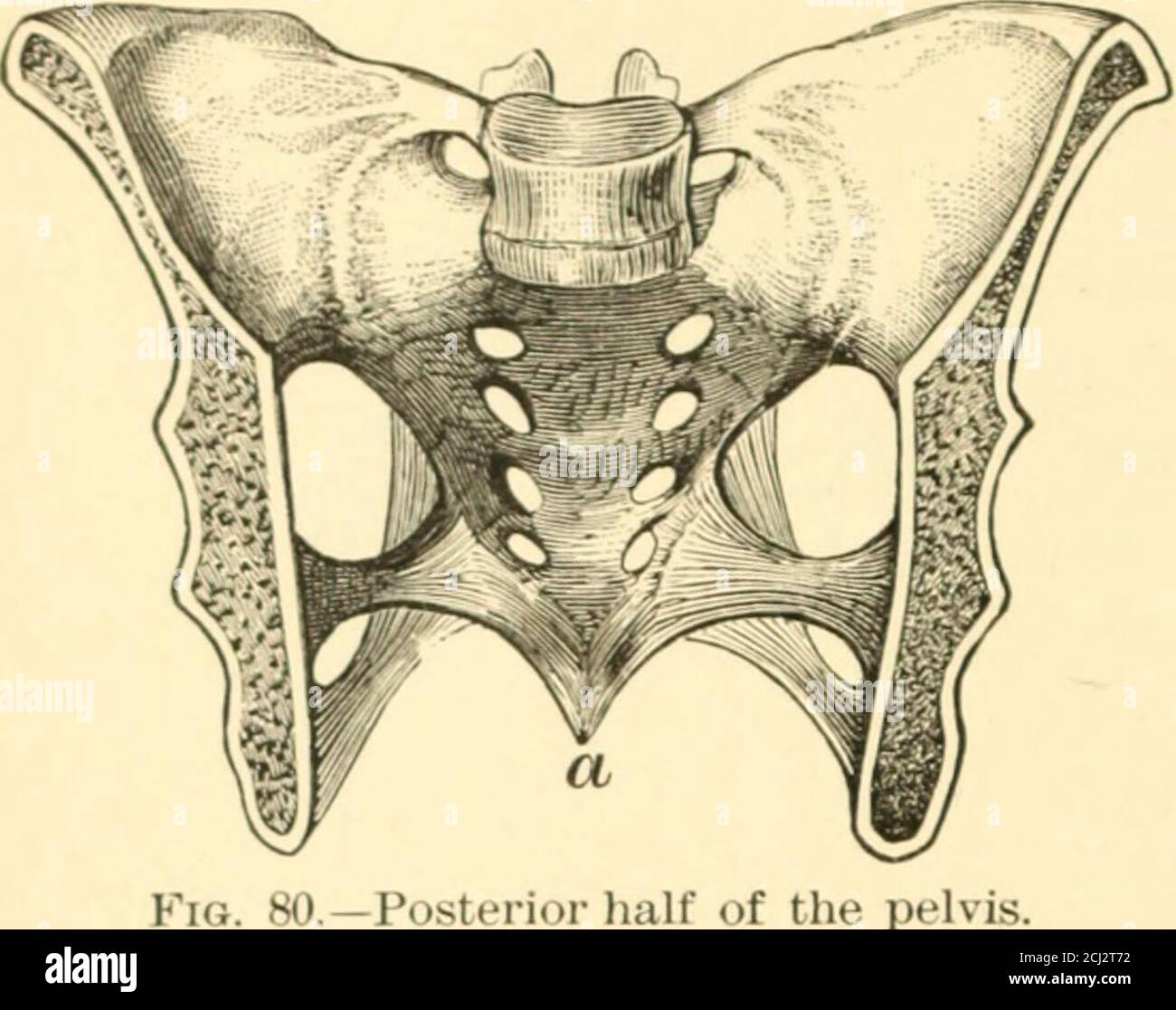 . The science and art of midwifery . Fig. 79. Wb Anterior half of the ...
