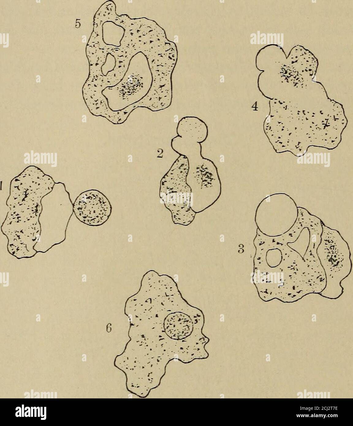 . A manual of clinical diagnosis by means of microscopical and chemical ...