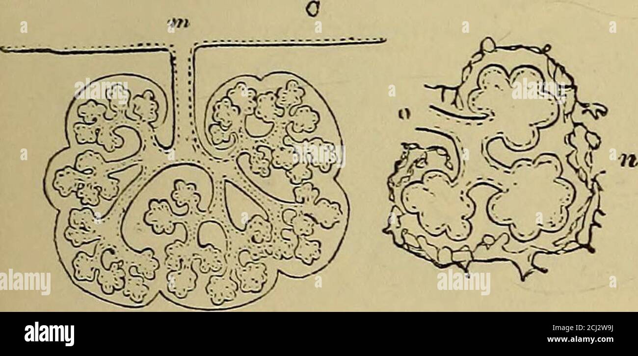 . Quain's elements of anatomy Stock Photo - Alamy