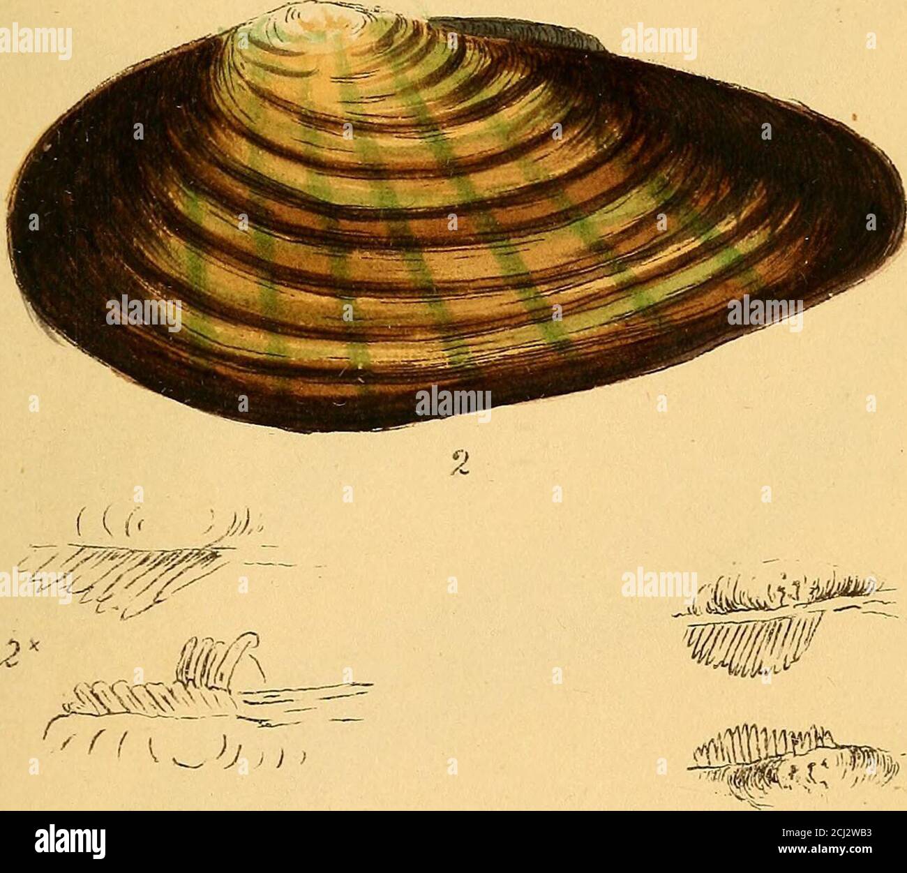 . A descriptive manual of British land and fresh water shells ...