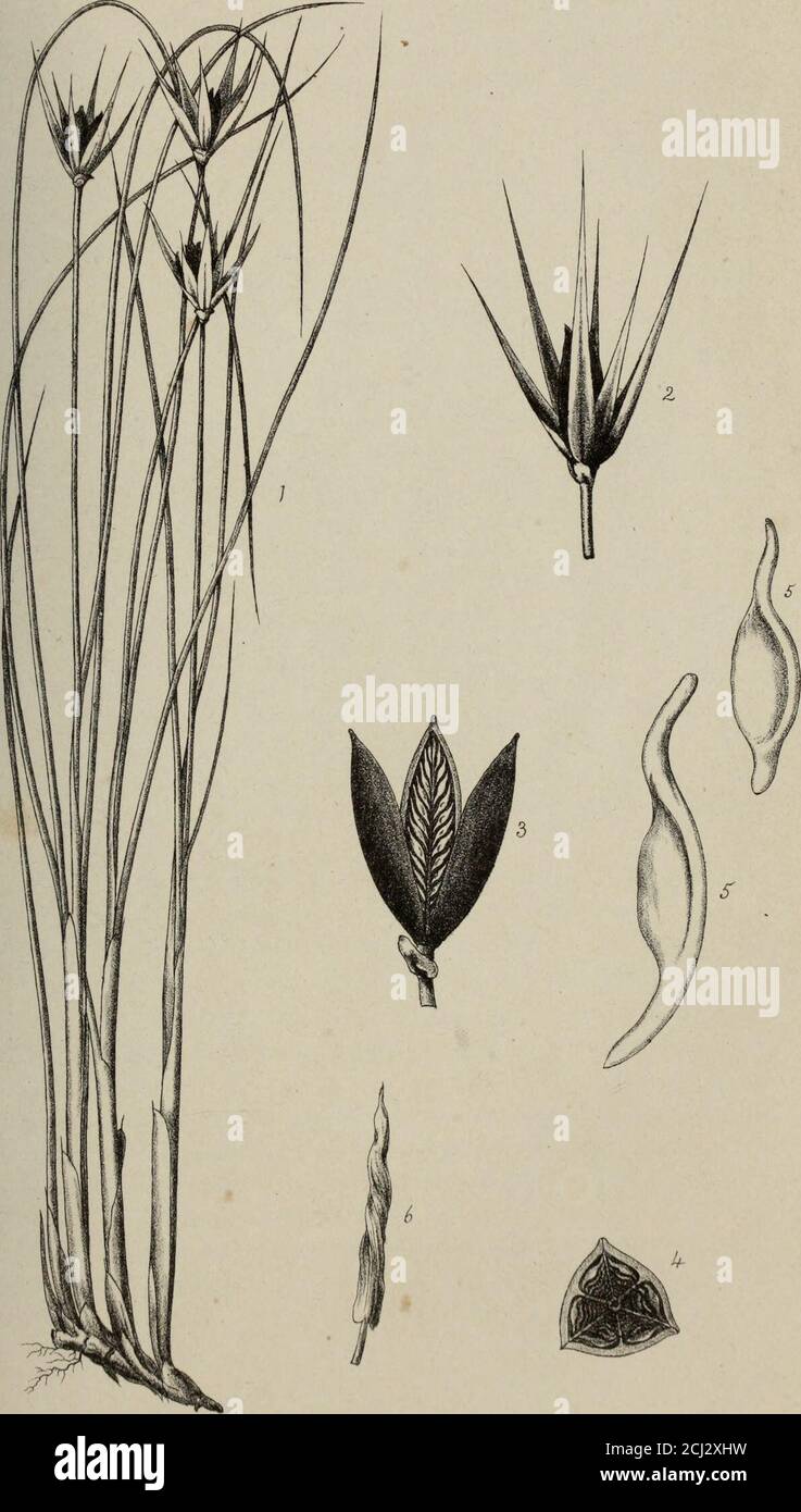 Celmisia species hi-res stock photography and images - Alamy