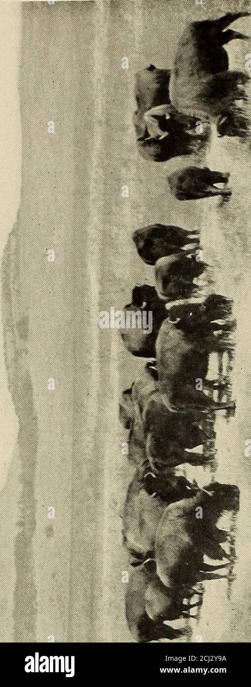 William beebe blair hi-res stock photography and images - Alamy