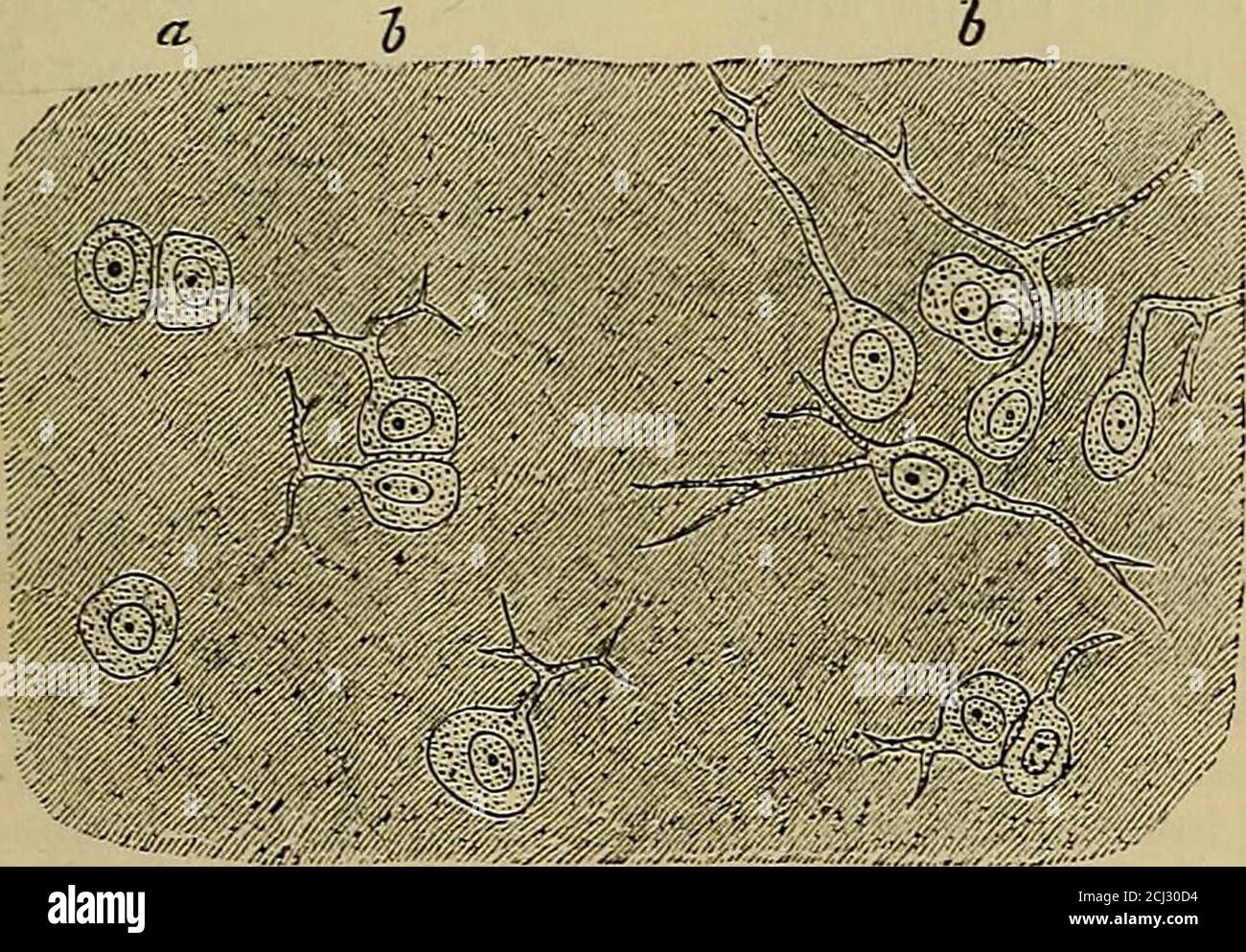 Ground tissue cells hi-res stock photography and images - Alamy