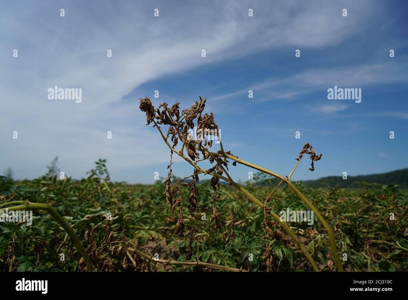 Withered plant in an agricultural field Stock Photo - Alamy