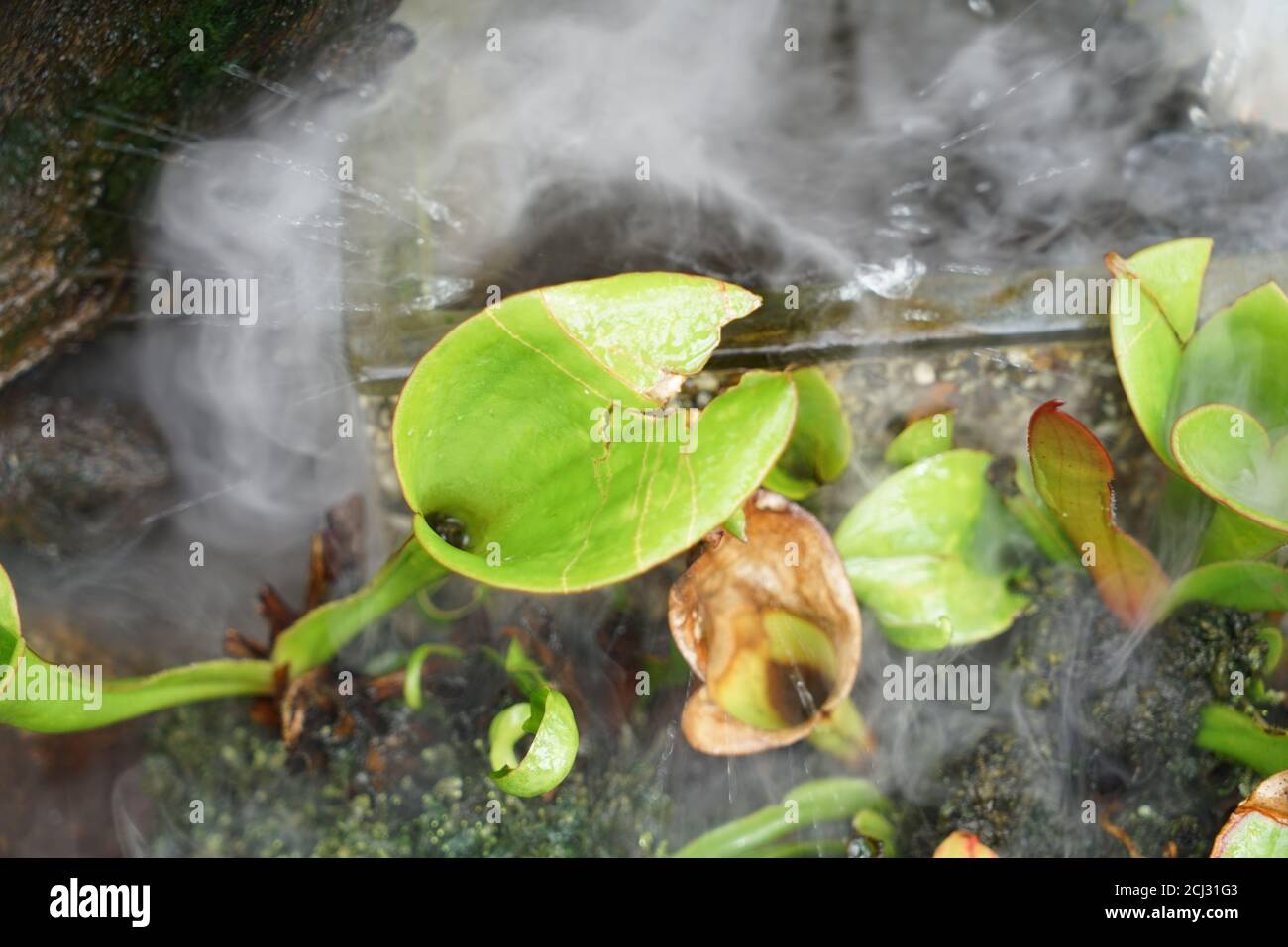 Infected plant hi-res stock photography and images - Alamy