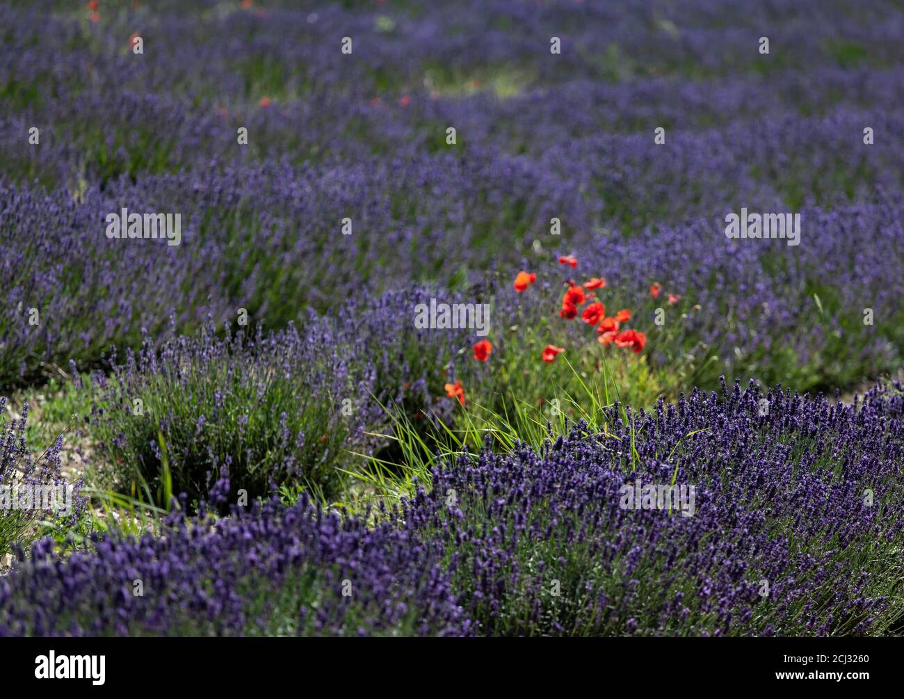 Lavender field with red poppy flowers Stock Photo - Alamy