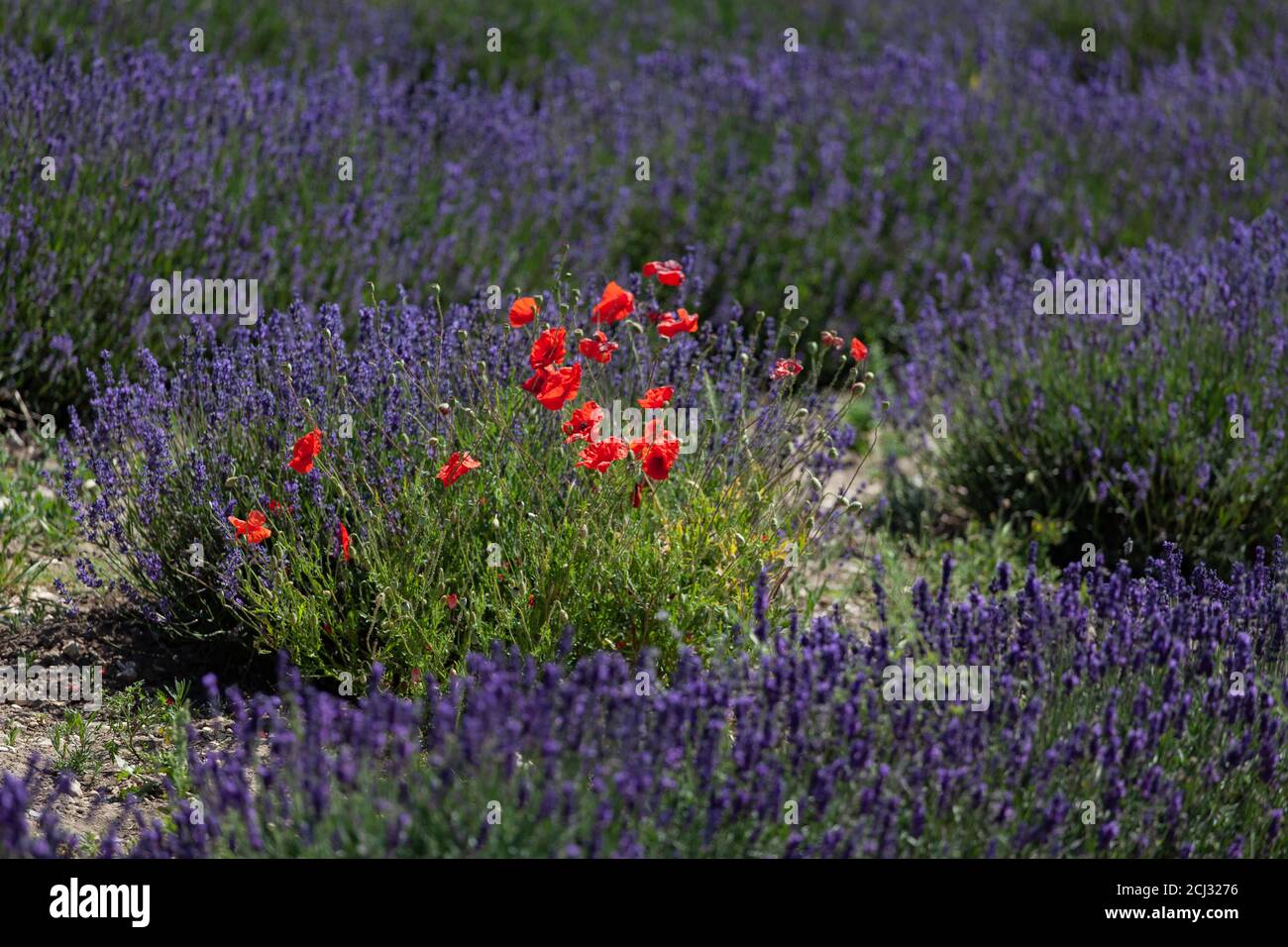 Lavender field with red poppy flowers Stock Photo - Alamy