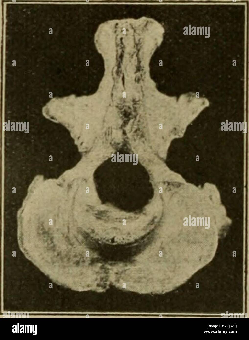 . Archiv furgeschichte . Fig, 12. Bos primigenius. Fig. 13. Bison ...