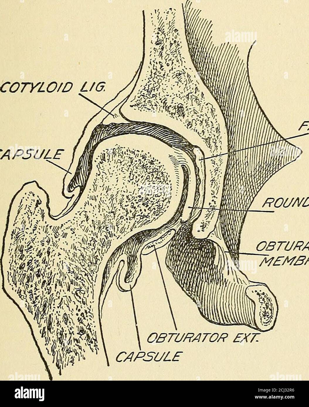 Callus formation hi-res stock photography and images - Alamy