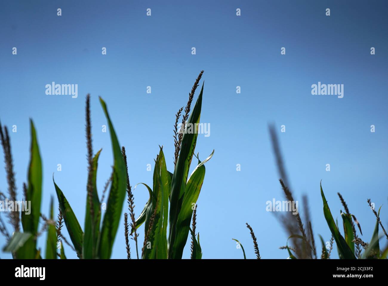 Closeup shot of a fresh corn leaves with a clear sky behind Stock Photo ...