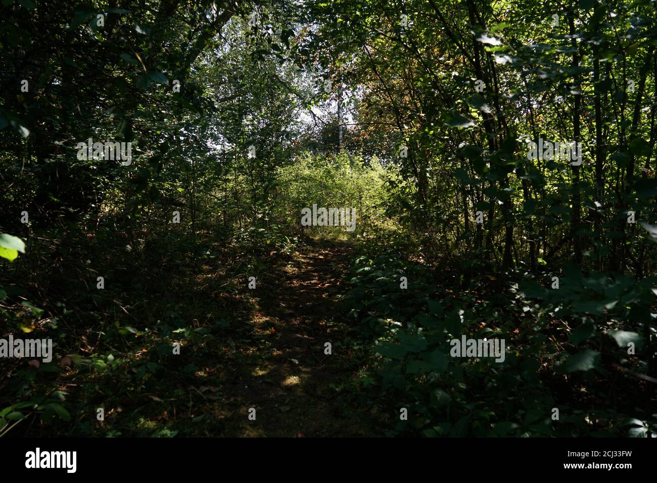 Dense messy forest foliage in the summer Stock Photo - Alamy