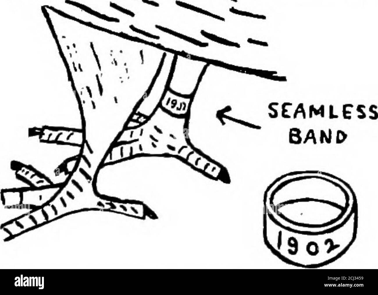 Apigeon Cut Out Stock Images & Pictures - Alamy