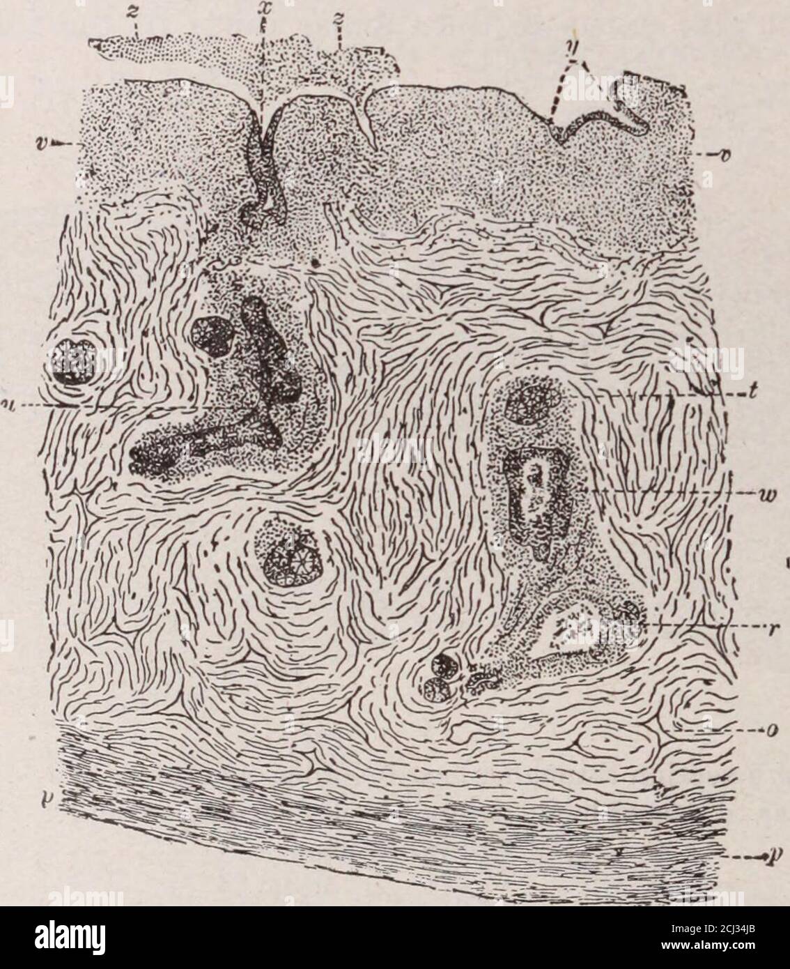 Prostatic vas deferens hi-res stock photography and images - Alamy