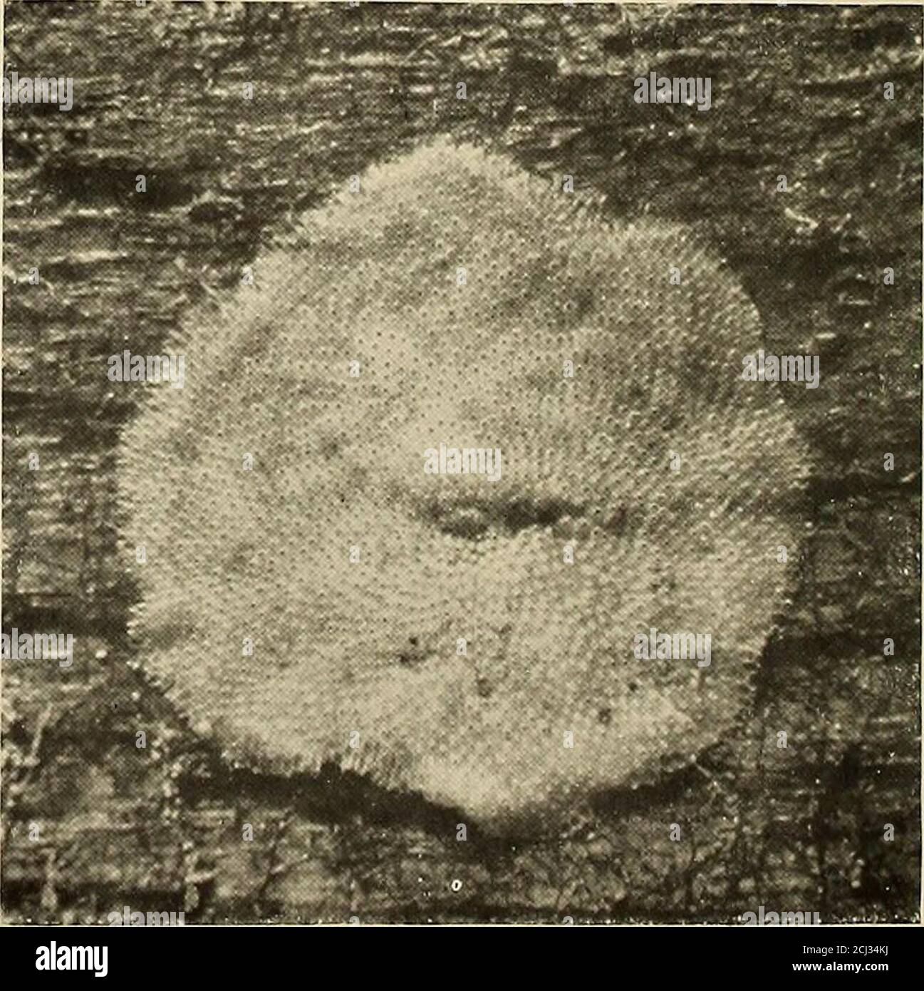 Bryozoan group hi-res stock photography and images - Alamy