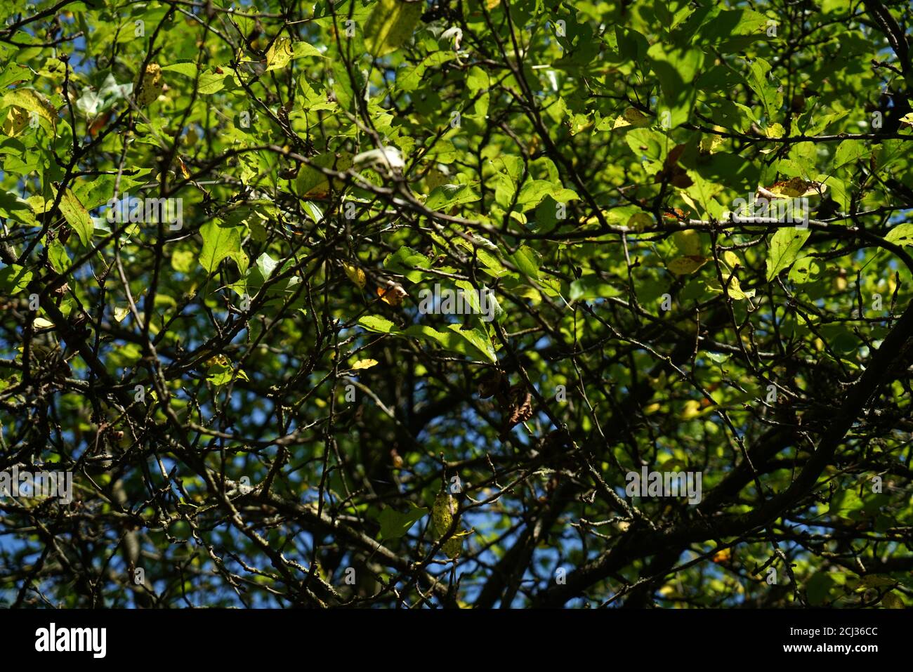 Closeup shot of dense messy forest foliage in the summer Stock Photo ...