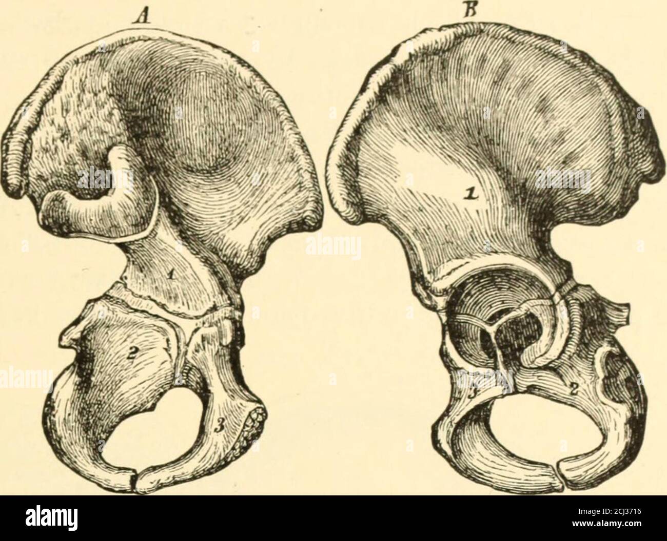 . The science and art of midwifery . Fig. 69.—Section of sacrum and ...