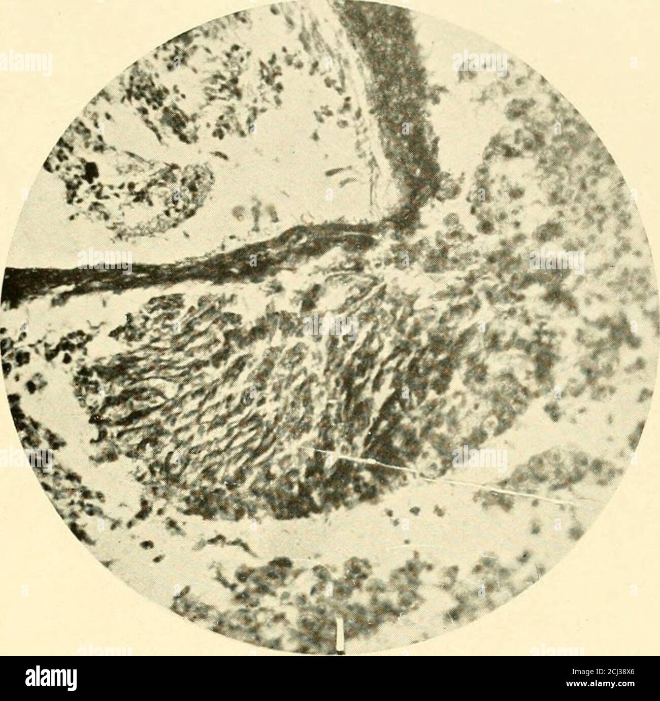 . Transactions and proceedings of the New Zealand Institute . yer of ...