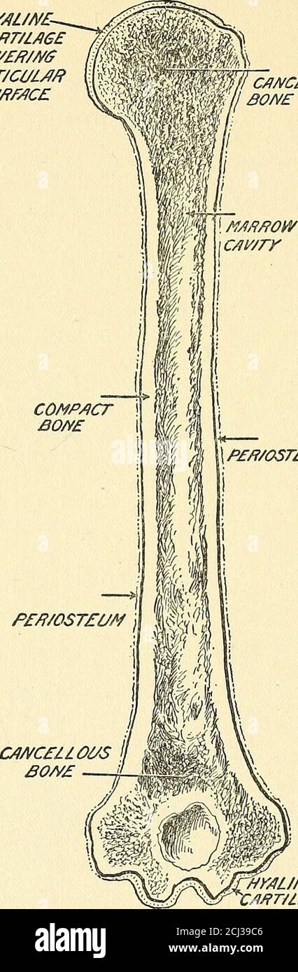 Epiphyseal cartilage hi-res stock photography and images - Alamy