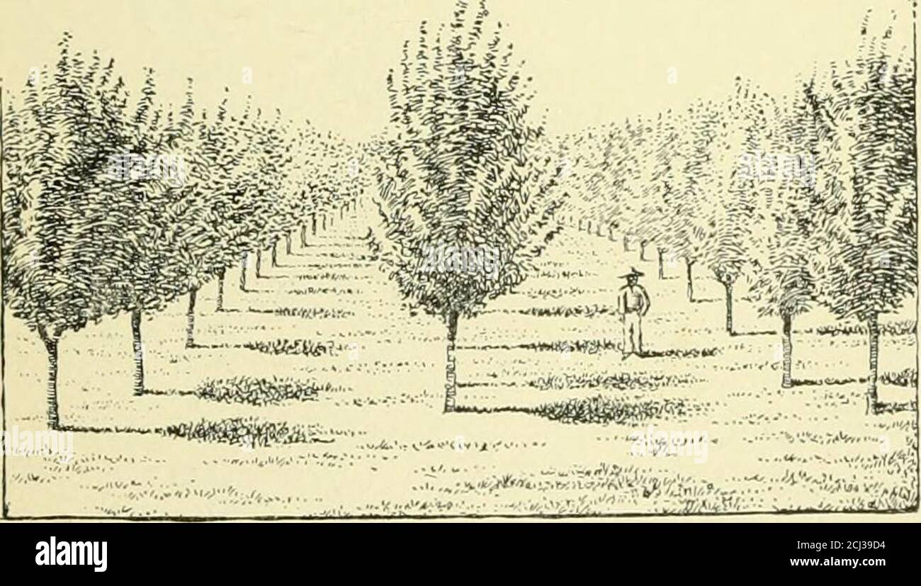 Vigorous young trees hi-res stock photography and images - Alamy