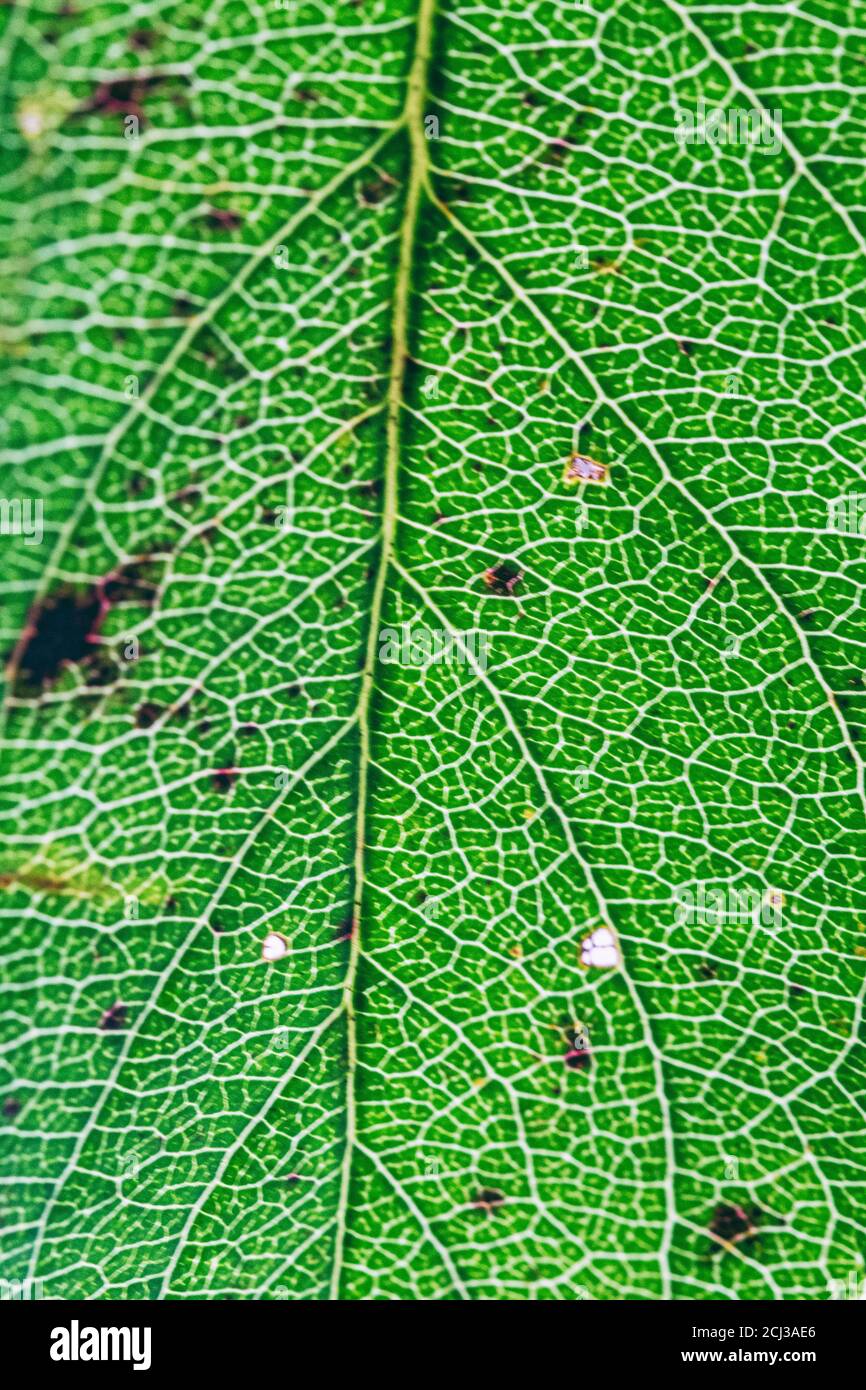 Netted veins hi-res stock photography and images - Alamy