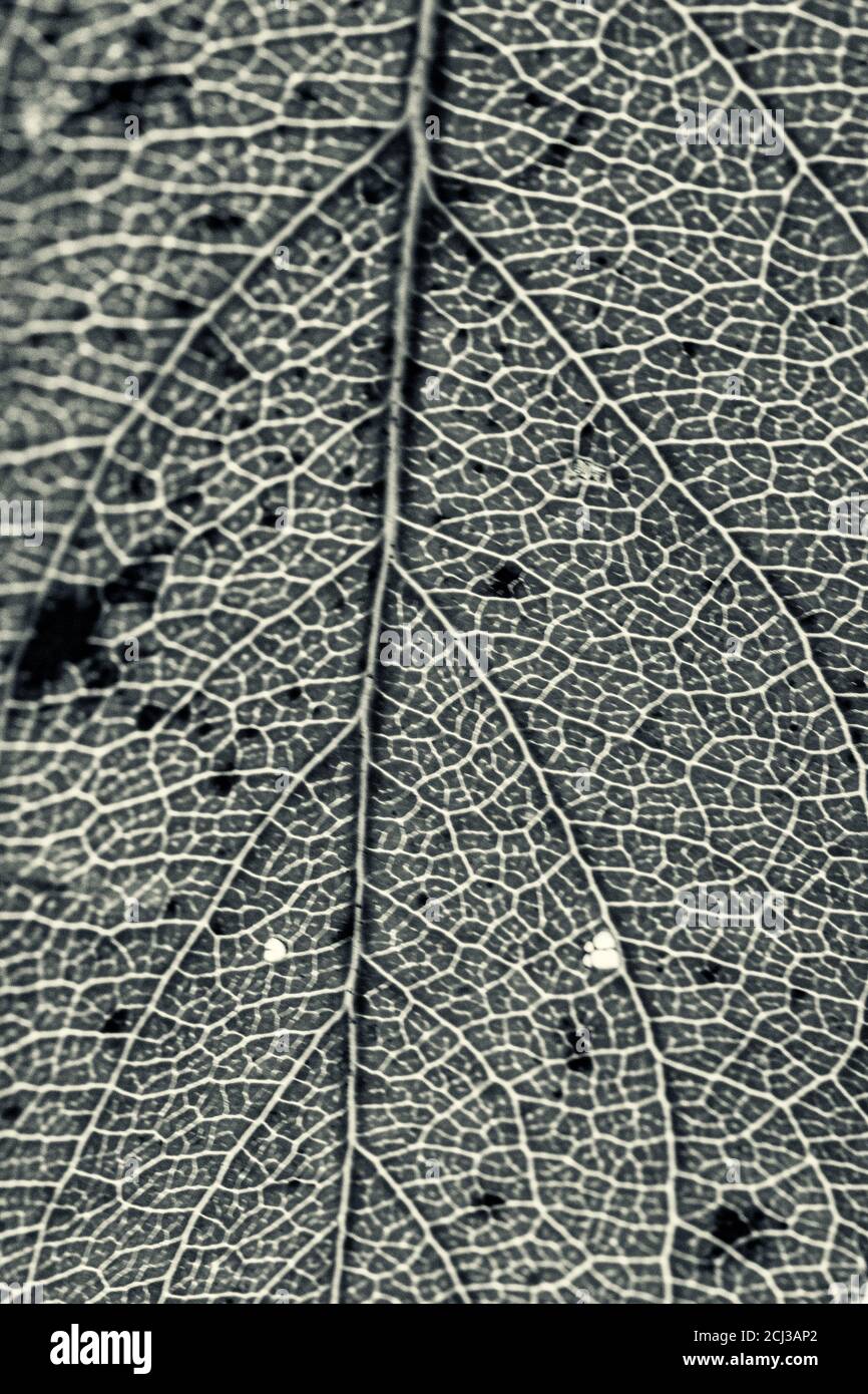 Netted veins hi-res stock photography and images - Alamy