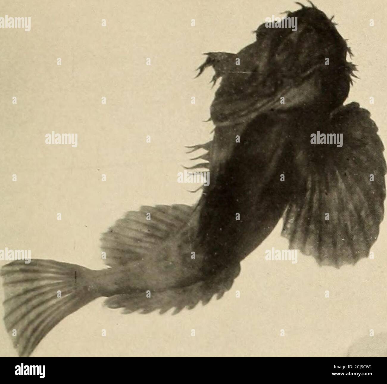 Unlucky fish hi-res stock photography and images - Alamy