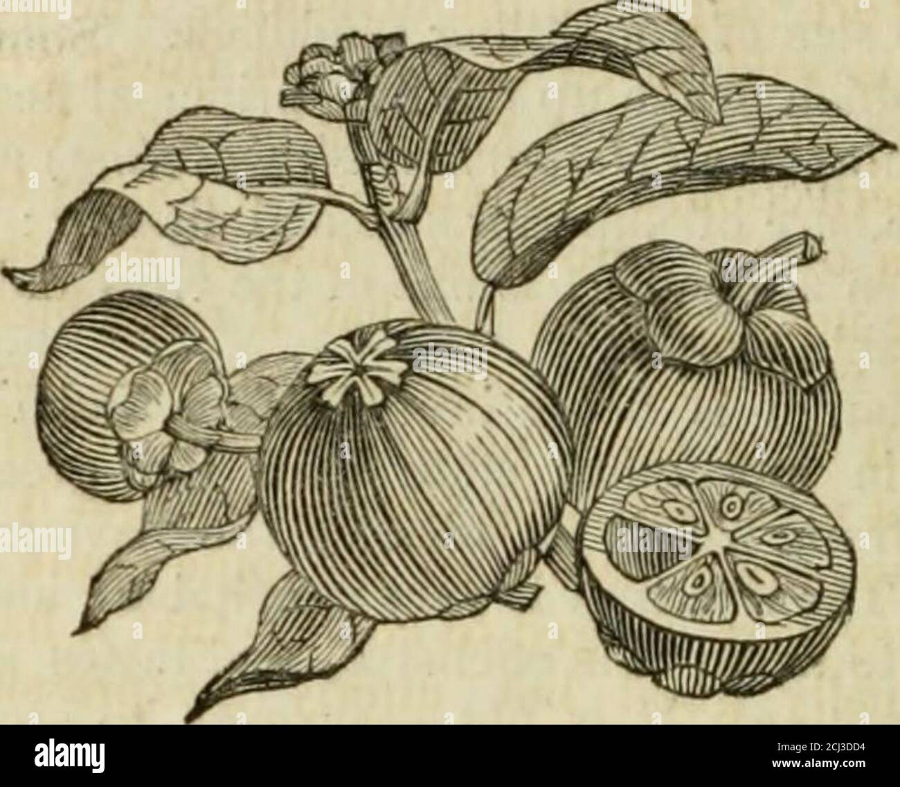 A description and history of vegetable substances hi-res stock ...