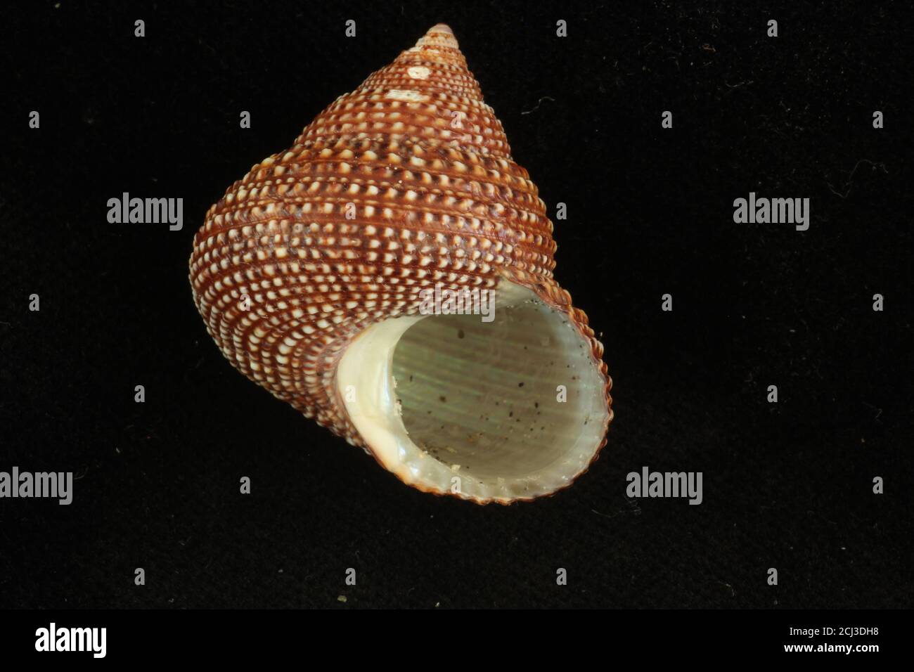 Gastropod shells hi-res stock photography and images - Alamy