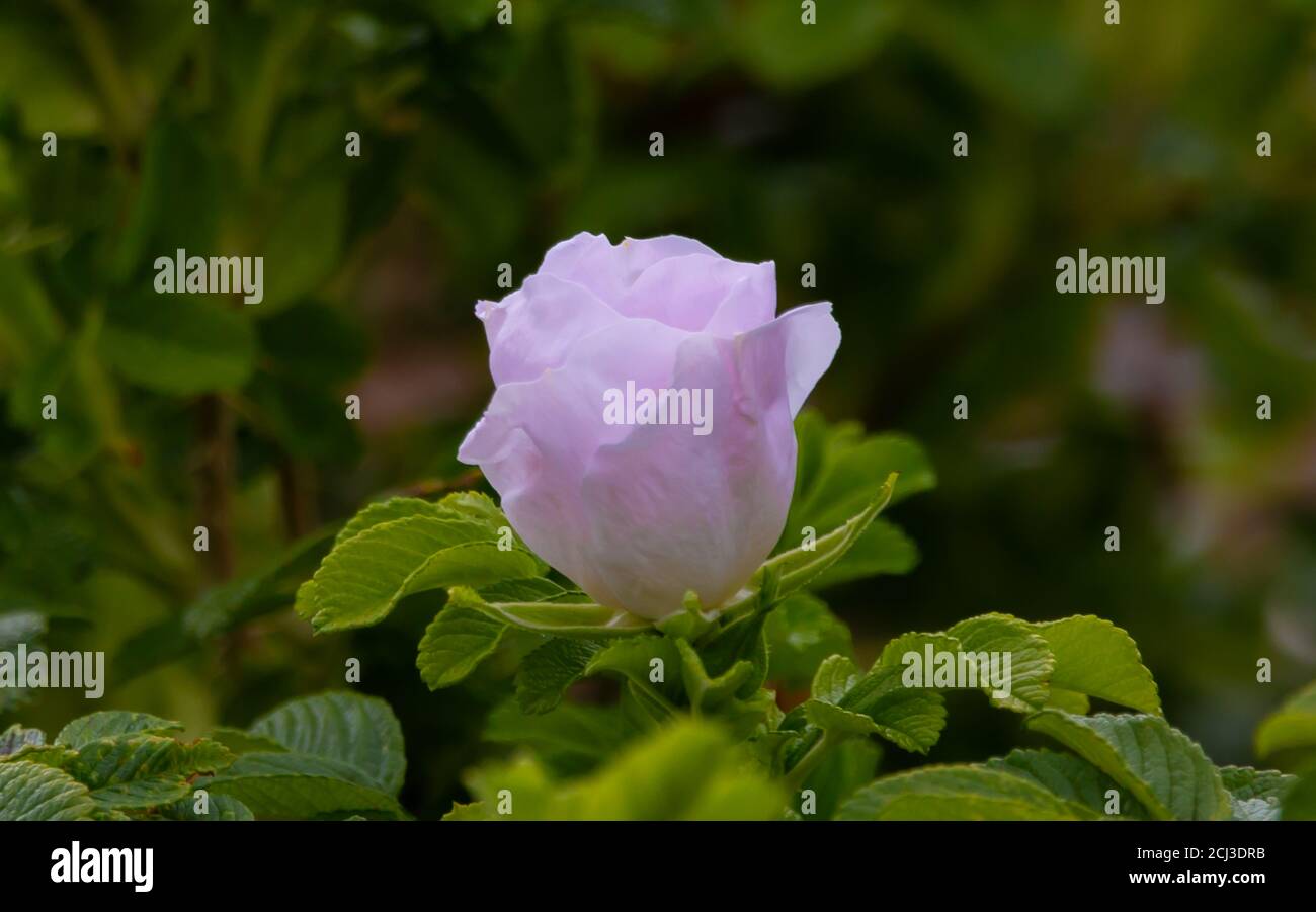 Selective focus shot of wild rose Stock Photo - Alamy