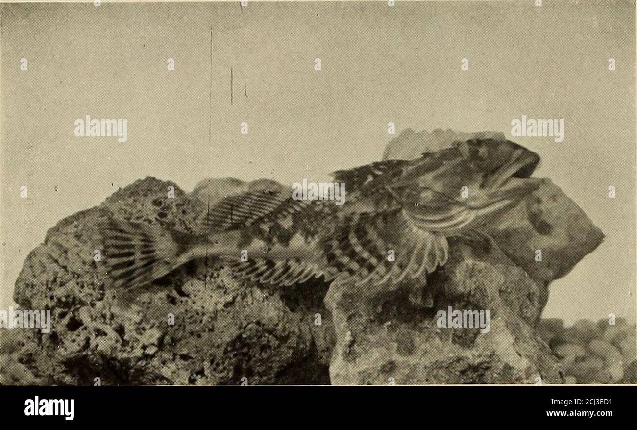 Fish with bulging eyes hi-res stock photography and images - Alamy