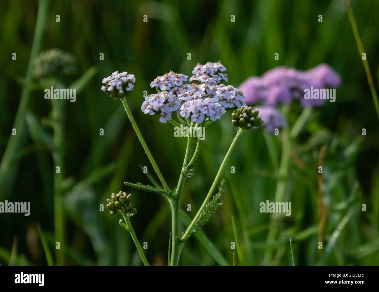 Yarrow close up hi-res stock photography and images - Alamy