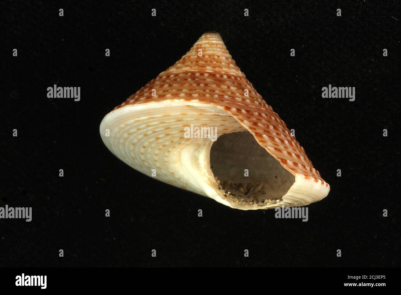 Marine gastropod shells studio images on black Stock Photo - Alamy