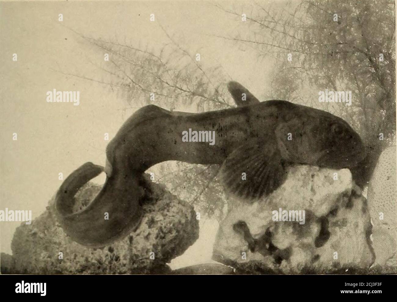 Common toadfish hi-res stock photography and images - Alamy