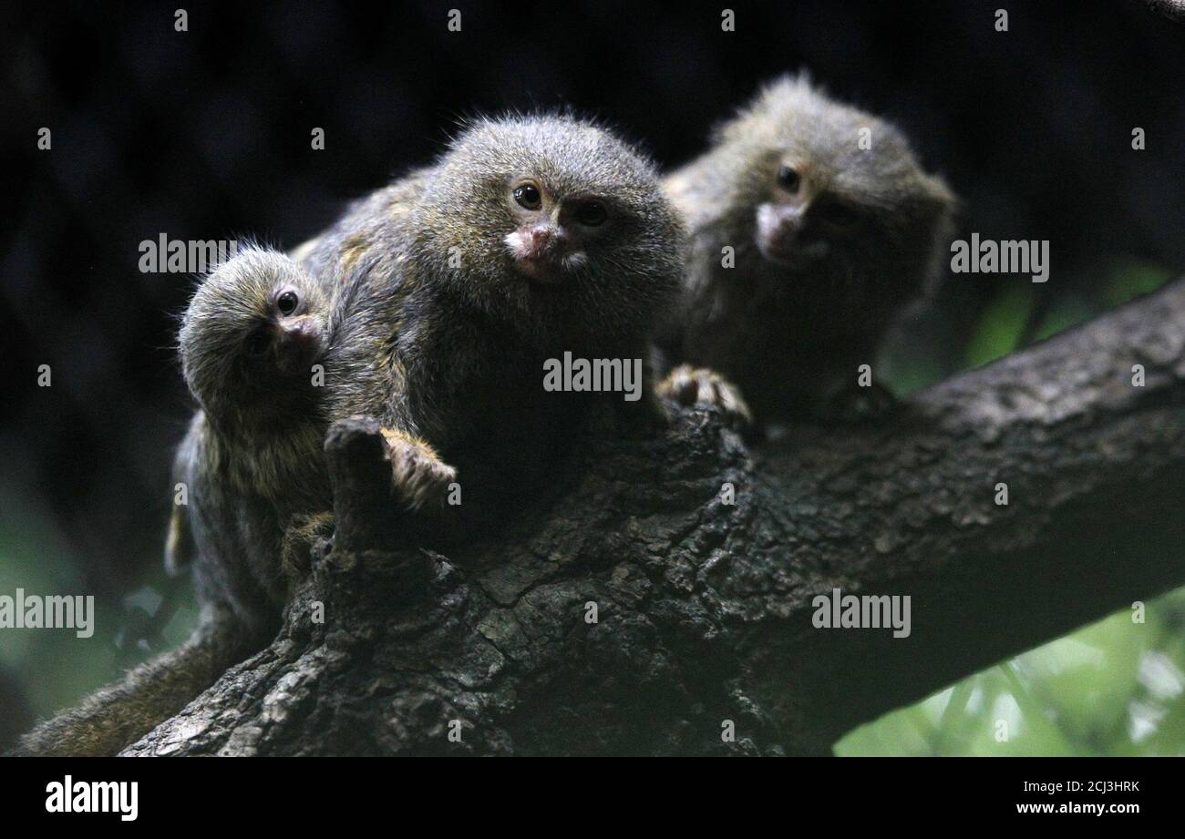 Zoo santa fe hi-res stock photography and images - Alamy