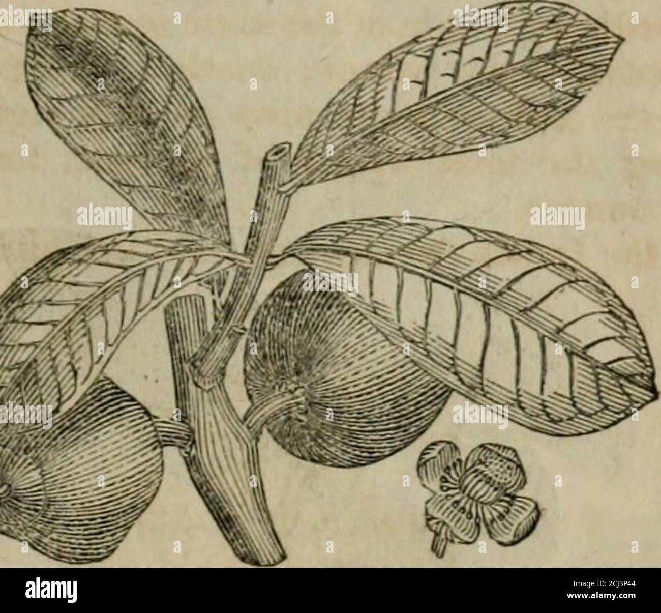 Mammee tree hi-res stock photography and images - Alamy