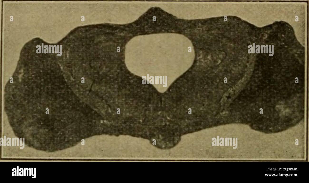 . Archiv furgeschichte . Fig. 4. Bos primigenius Stock Photo - Alamy
