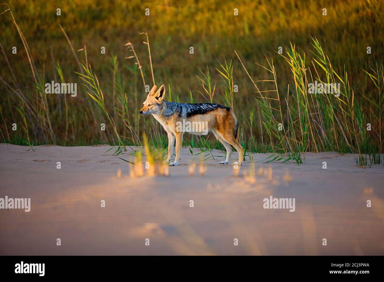 Jackal skeleton hi-res stock photography and images - Alamy