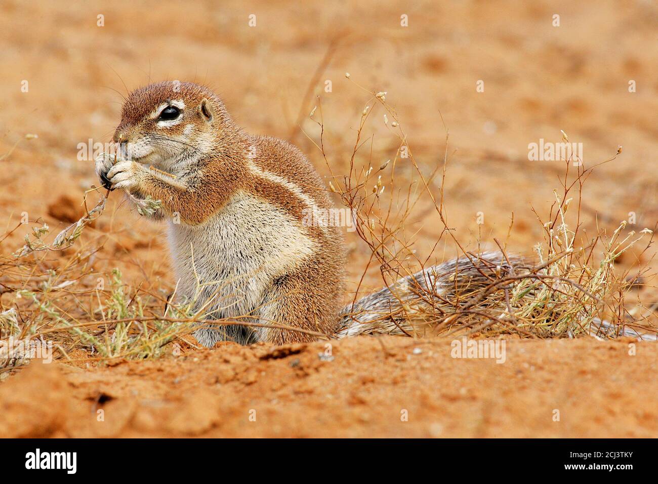 African Ground Squirrel (genus Xerus Stock Photo - Alamy