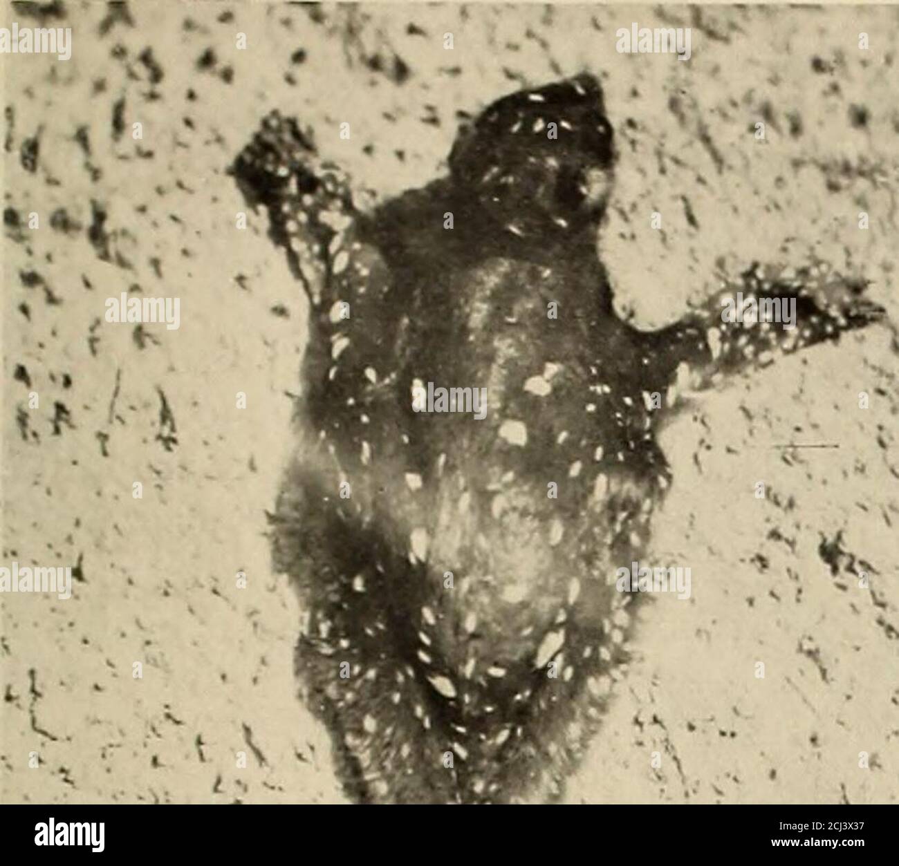 . Zoological Society bulletin . but this is no more applicable than ...