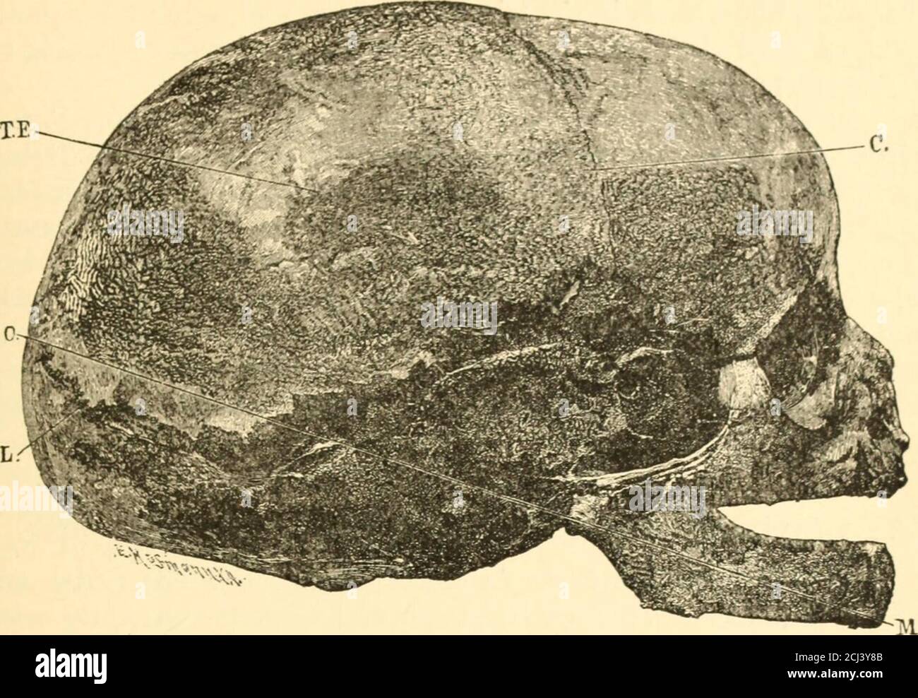 . The science and art of midwifery . ior and the small posterior ...