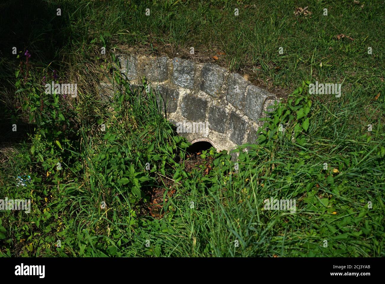 Dense messy forest foliage hi-res stock photography and images - Alamy