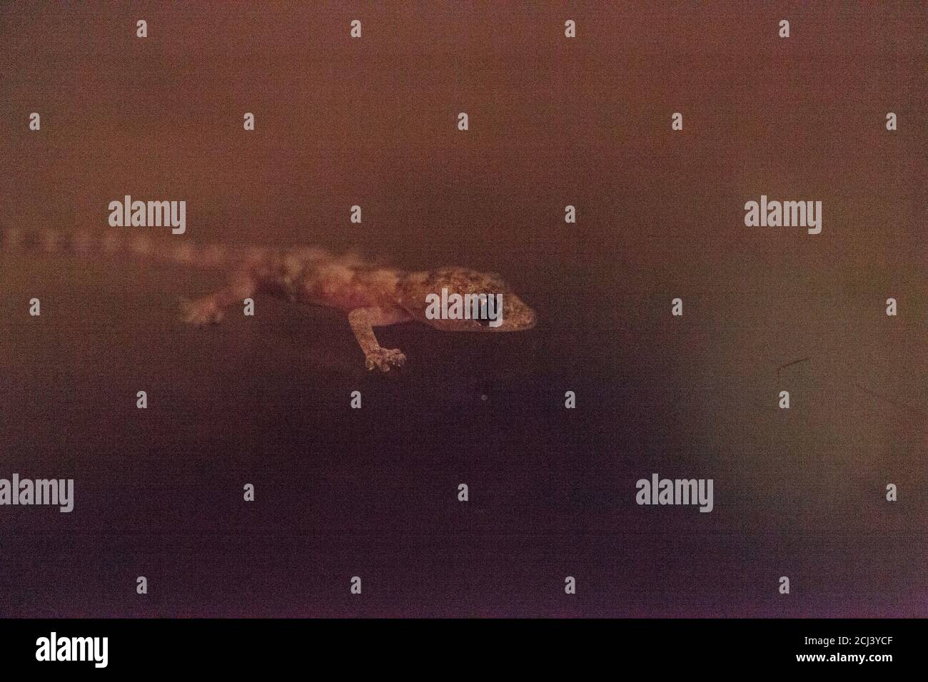 Baby Tropical house gecko Hemidactylus mabouia climbs across a window ...