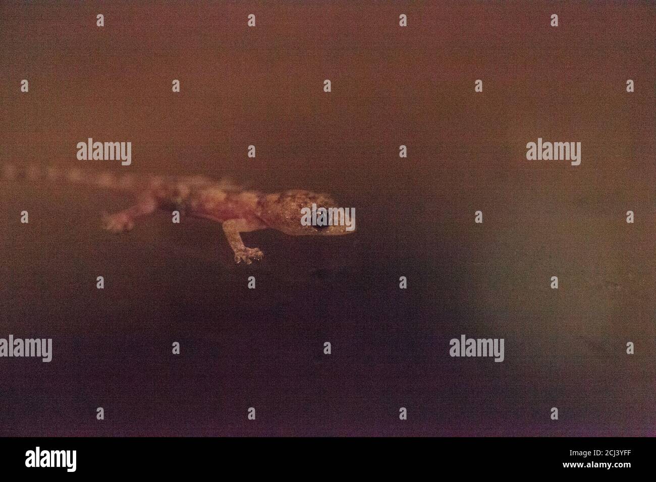 Baby Tropical house gecko Hemidactylus mabouia climbs across a window ...