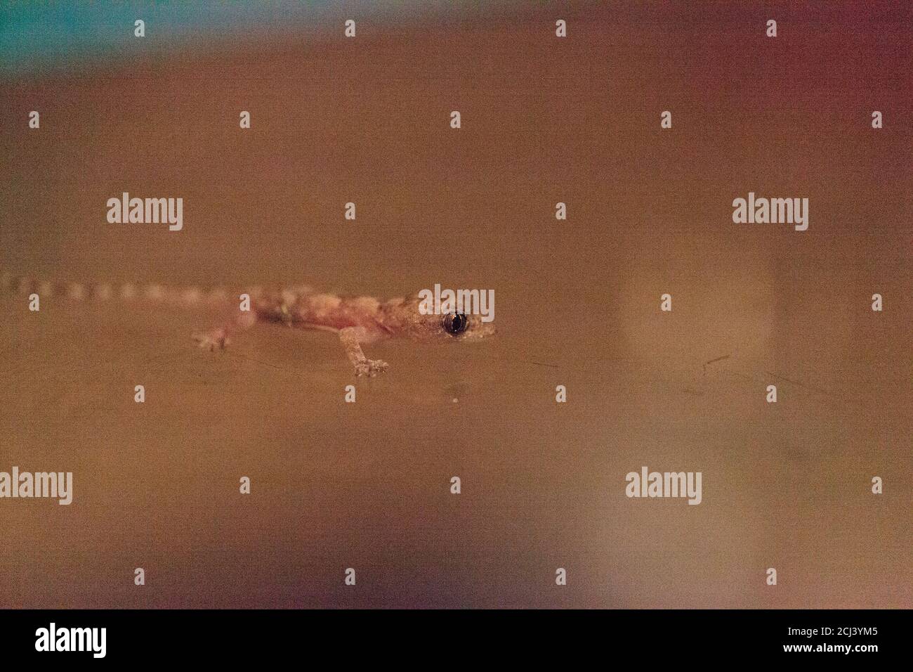 Baby Tropical house gecko Hemidactylus mabouia climbs across a window ...